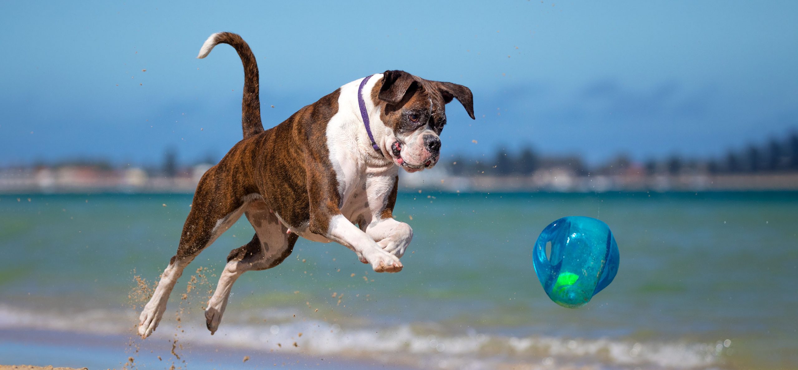 Living With a Boxer Dog - Breed Information and Photos - Getting to ...