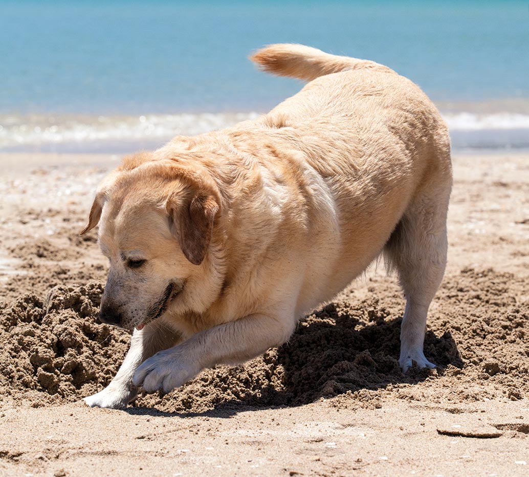 Living with a Labrador Retriever - Breed Information and Photos ...