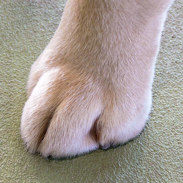 Dog Health and Well-being - General & Genetic Dog Health - Getting to ...