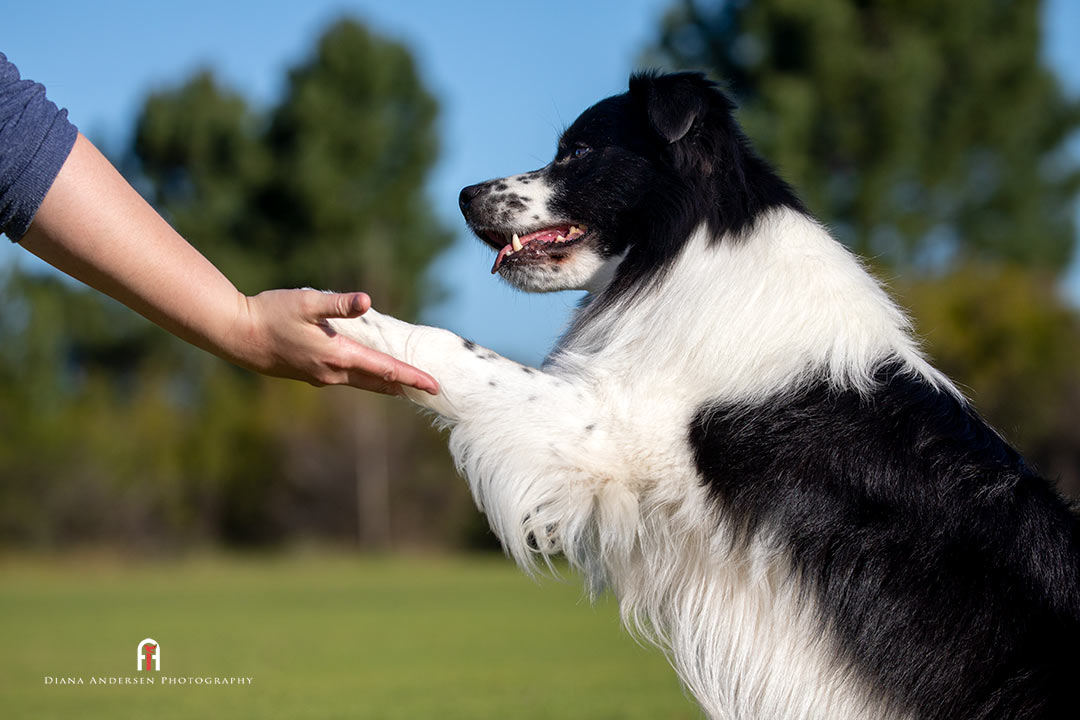 Positive Dog Training - Positive Reinforcement Training Articles ...