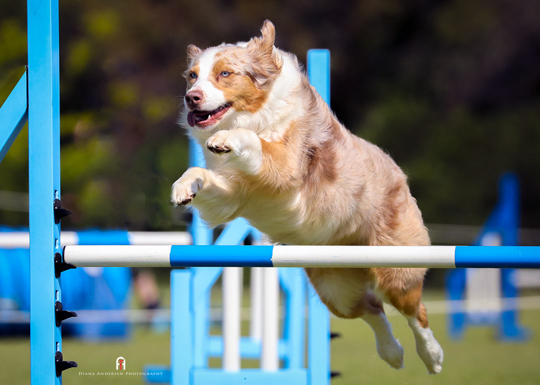 Living With an Australian Shepherd - Getting to Know Dogs
