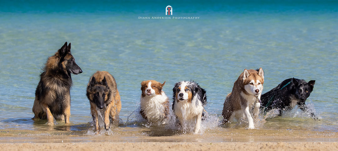 Popular Dog Breeds - A Guide to Choosing a Purebred Dog - Getting to ...