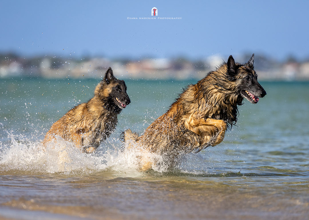 Popular Dog Breeds - A Guide to Choosing a Purebred Dog - Getting to ...