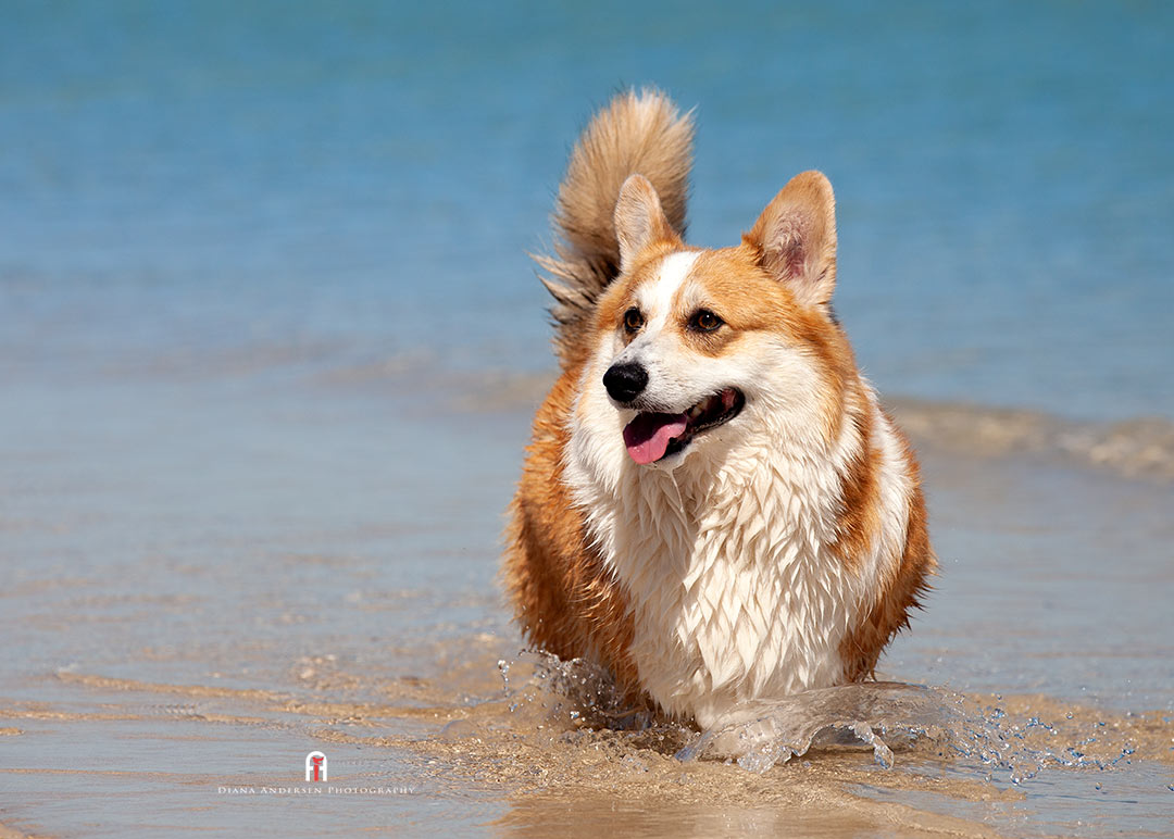 Popular Dog Breeds - A Guide to Choosing a Purebred Dog - Getting to ...