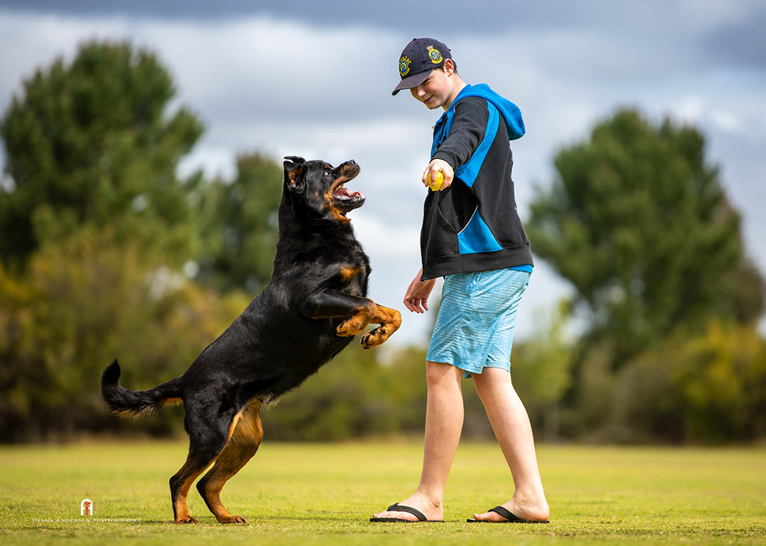 Popular Dog Breeds - A Guide to Choosing a Purebred Dog - Getting to ...