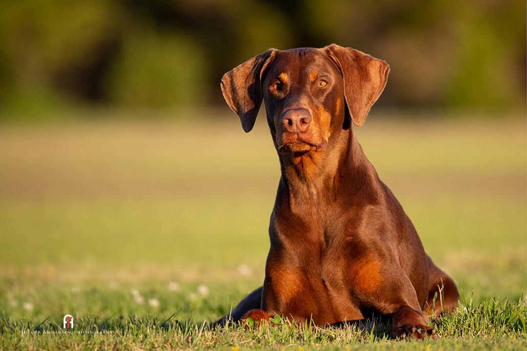 Popular Dog Breeds - A Guide to Choosing a Purebred Dog - Getting to ...