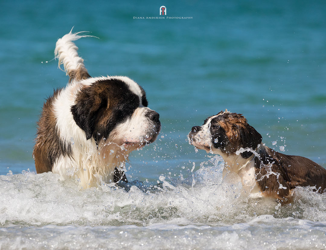 Popular Dog Breeds - A Guide to Choosing a Purebred Dog - Getting to ...