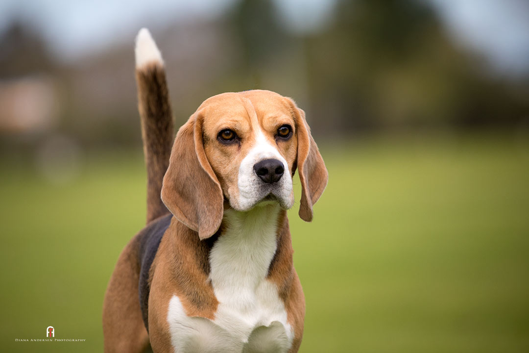 Popular Dog Breeds - A Guide to Choosing a Purebred Dog - Getting to ...