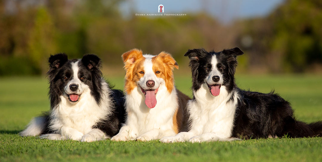 Popular Dog Breeds - A Guide to Choosing a Purebred Dog - Getting to ...