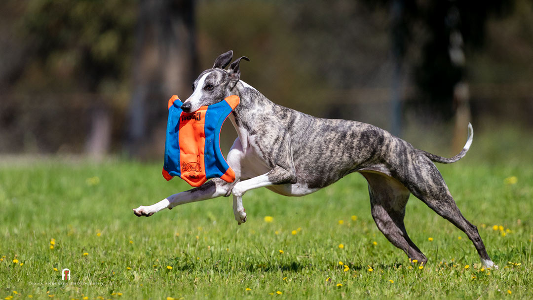 Dog Health and Well-being - General & Genetic Dog Health - Getting to ...