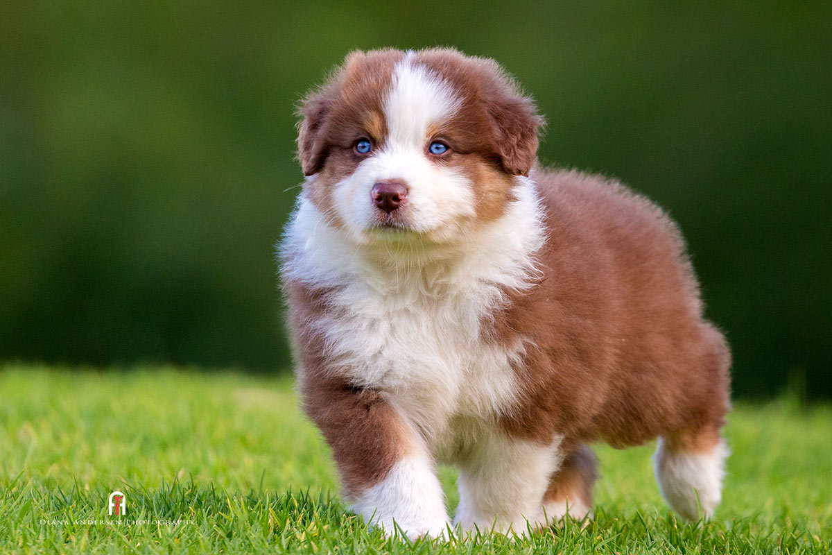 Living With an Australian Shepherd - Getting to Know Dogs