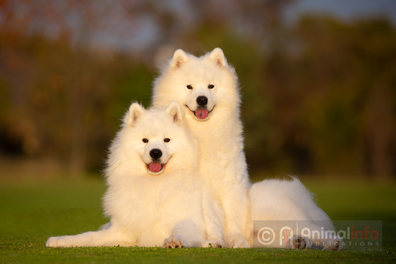 Genetic Disorders in Dogs - Canine Breed Conditions - Getting to Know Dogs