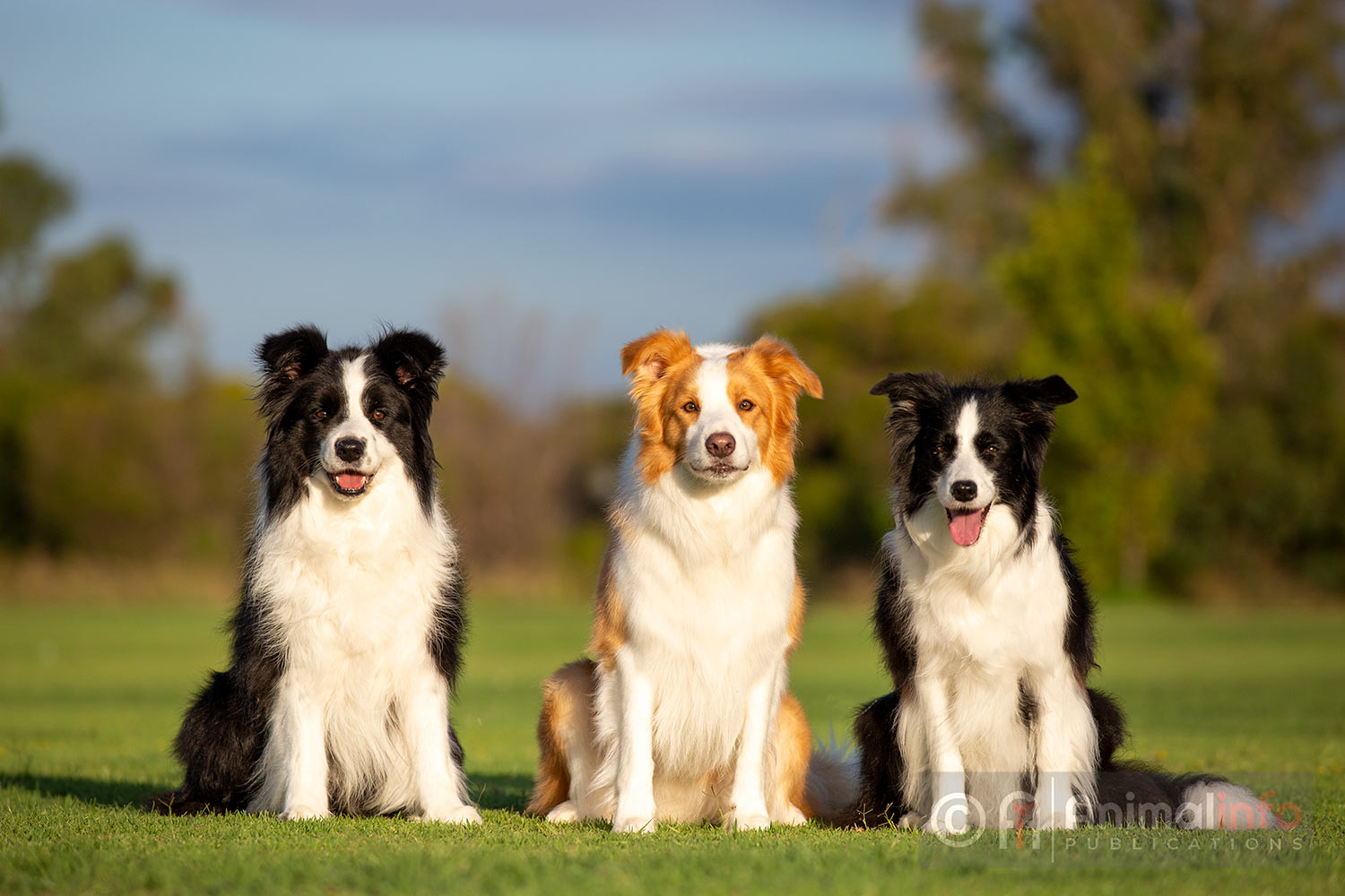 Dog Breed Profiles - Photos and Information - Getting to Know Dogs