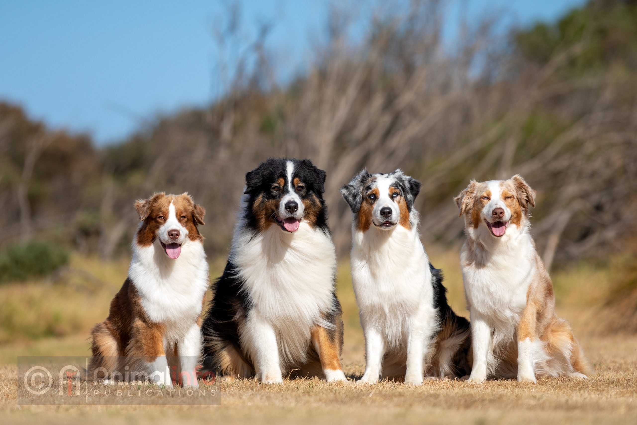 Dog Breed Profiles - Photos and Information - Getting to Know Dogs