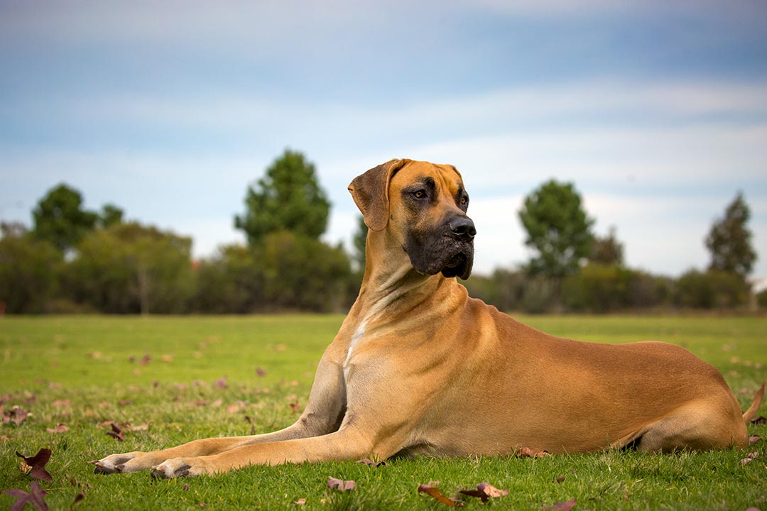 Dog Health and Well-being - General & Genetic Dog Health - Getting to ...