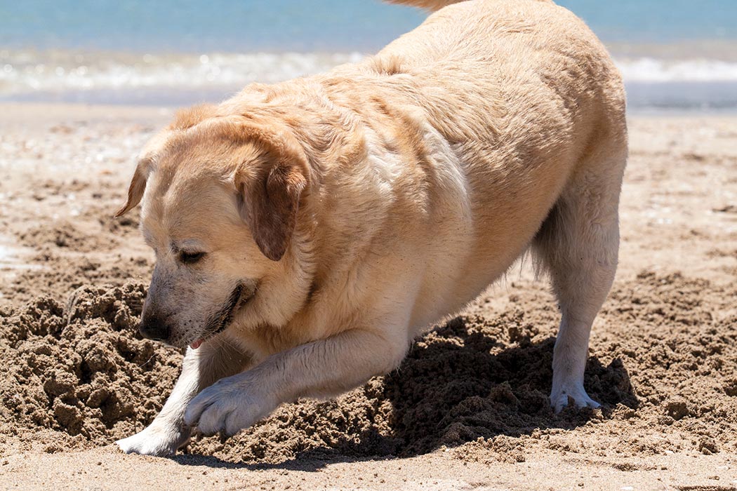 Dog Health and Well-being - General & Genetic Dog Health - Getting to ...