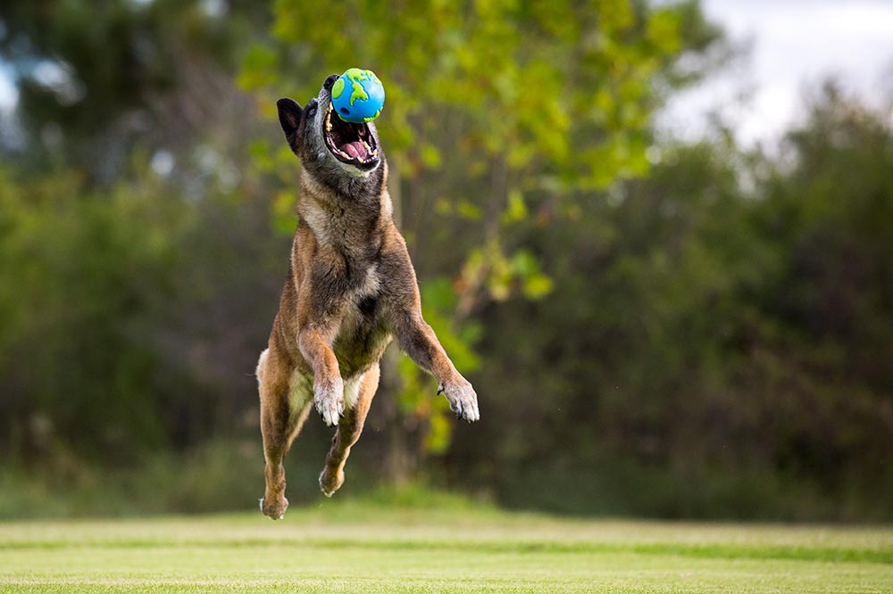 Medicating Dog Eyes - Tips and Techniques - Getting to Know Dogs