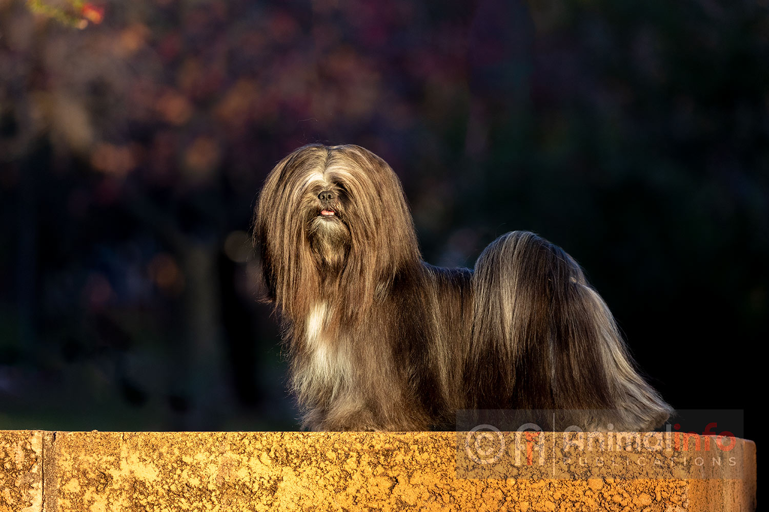 Dog Breed Profiles - Photos and Information - Getting to Know Dogs