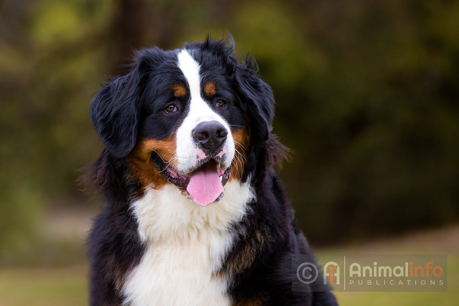 Dog Breed Profiles - Photos and Information - Getting to Know Dogs