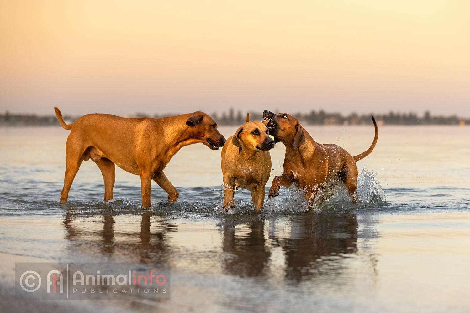 Dog Breed Profiles - Photos and Information - Getting to Know Dogs