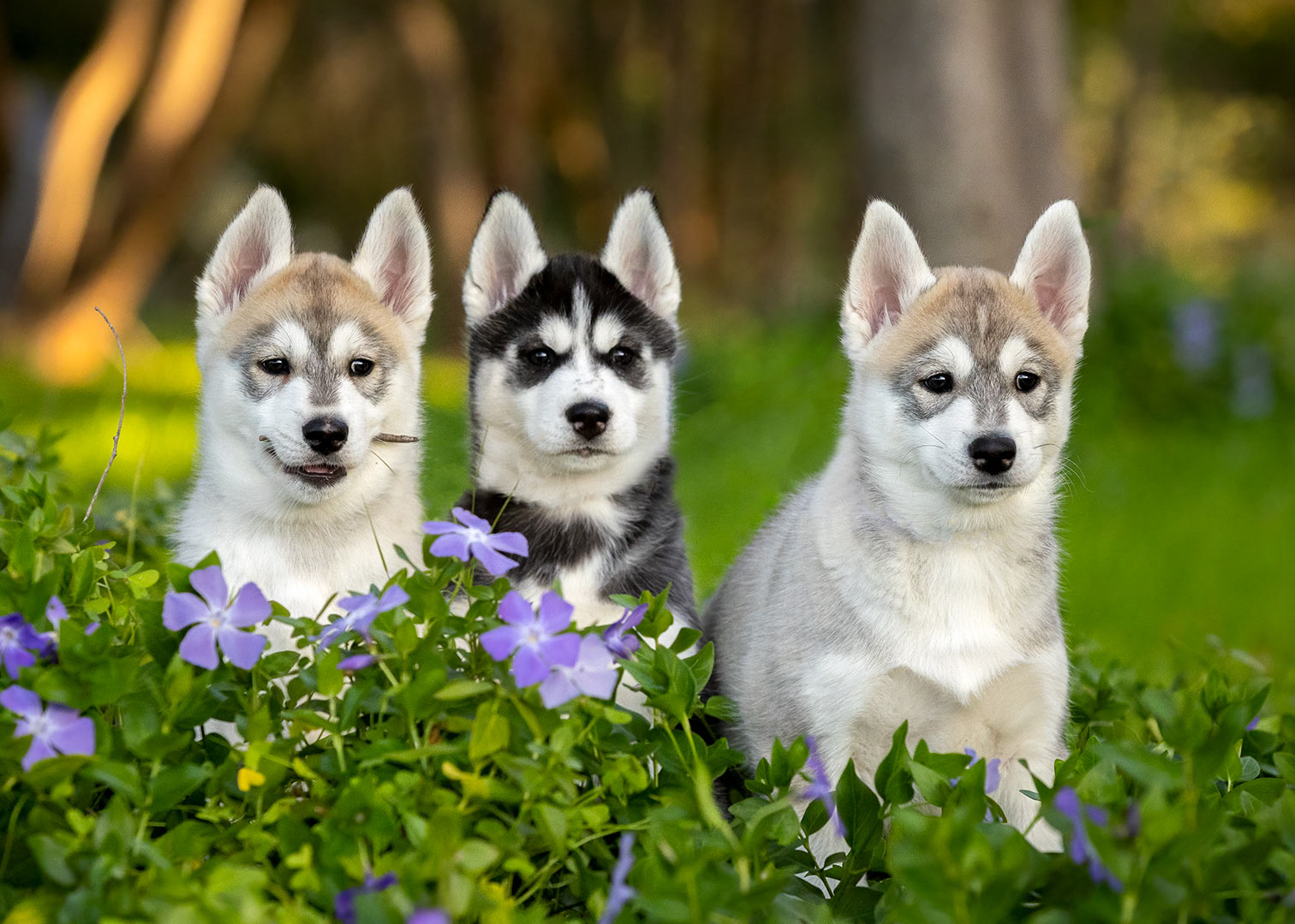 Dog Breeders - Find a Reputable Breeder