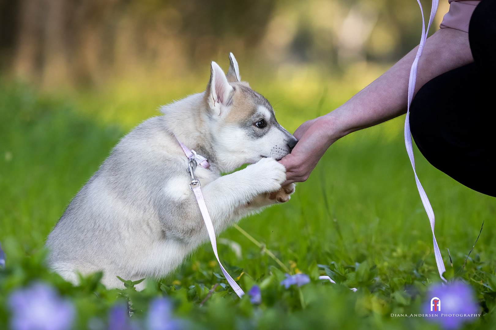 Positive Reinforcement Training - What is it? - Getting to Know Dogs