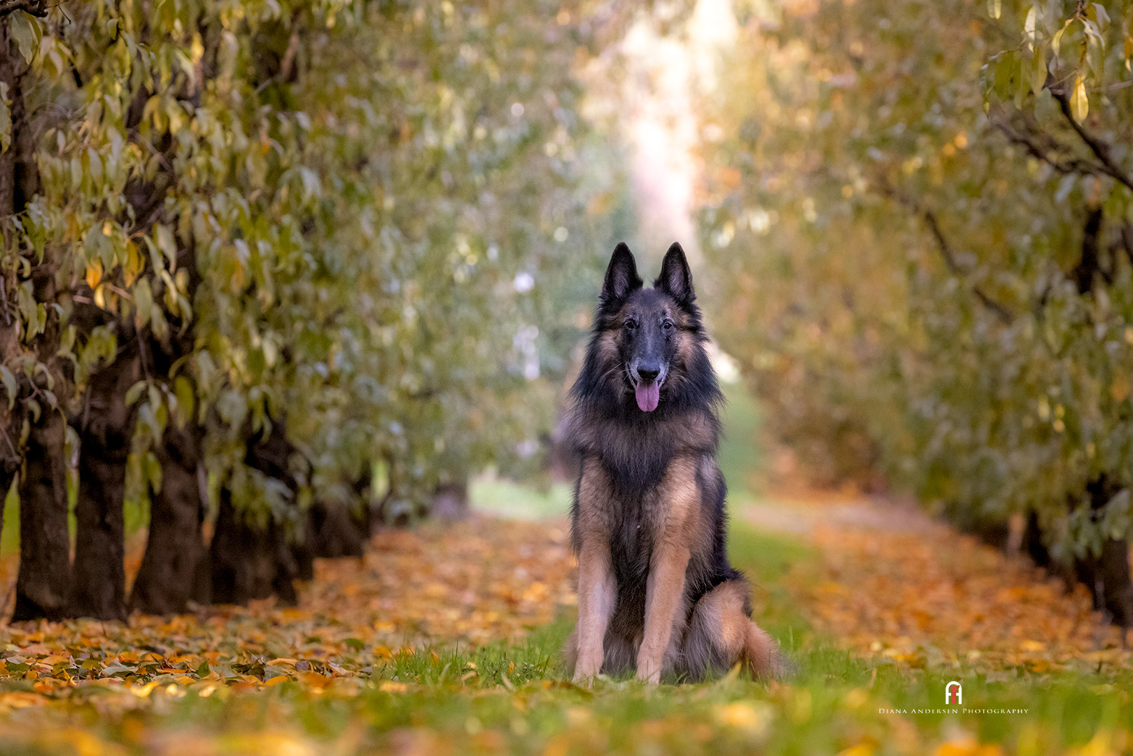 Teaching a Dog to Sit - Getting to Know Dogs