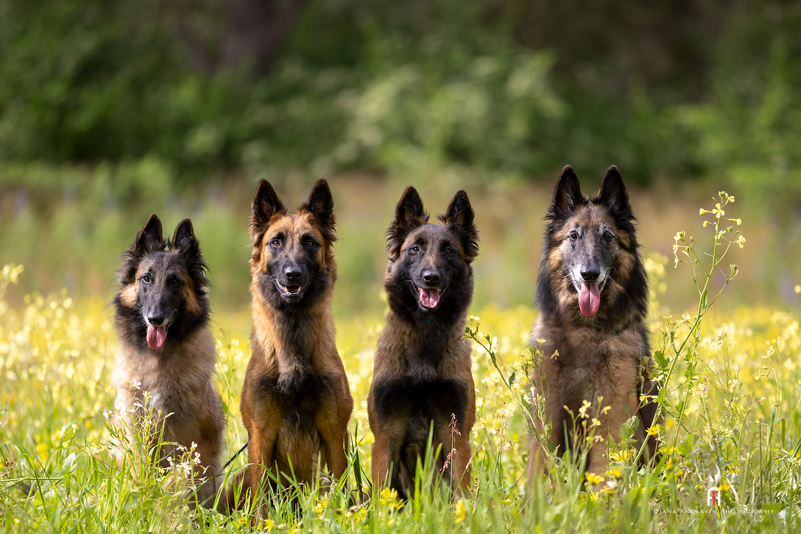 Teaching a Dog to Sit - Getting to Know Dogs