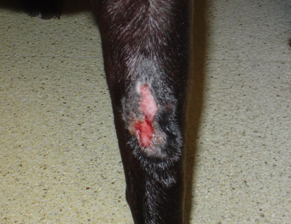 Acral Lick Dermatitis - What is a Lick Granuloma - Getting to Know Dogs