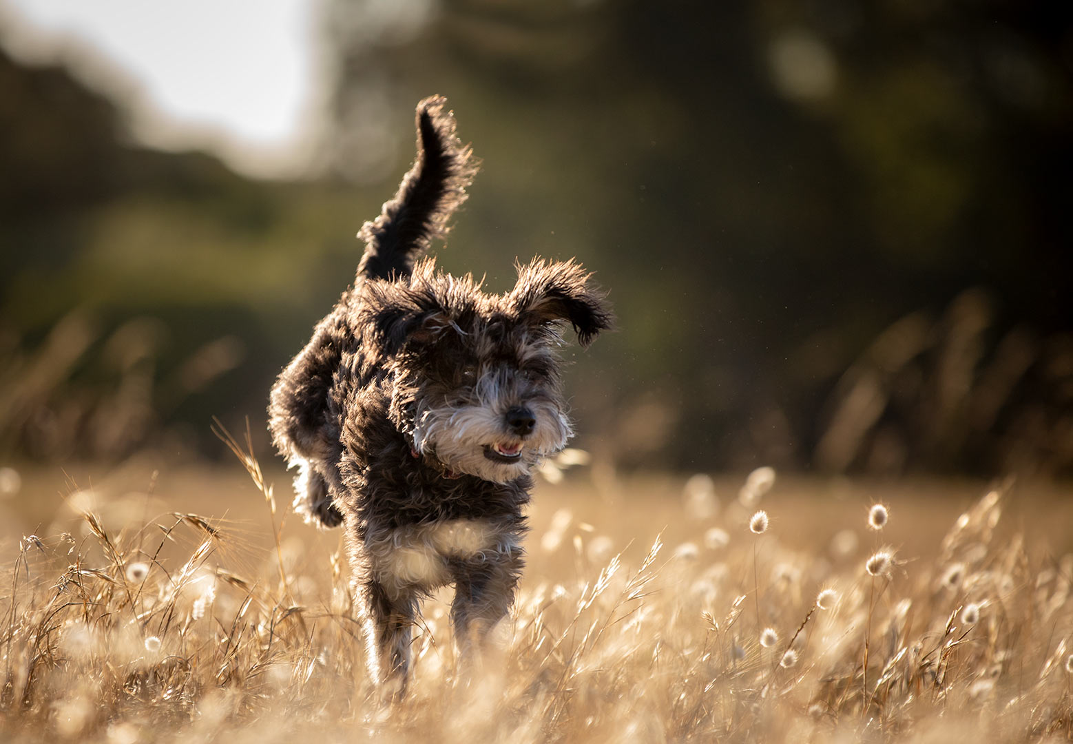 Dog Directory - Search for Everything Dog-related - Getting to Know Dogs