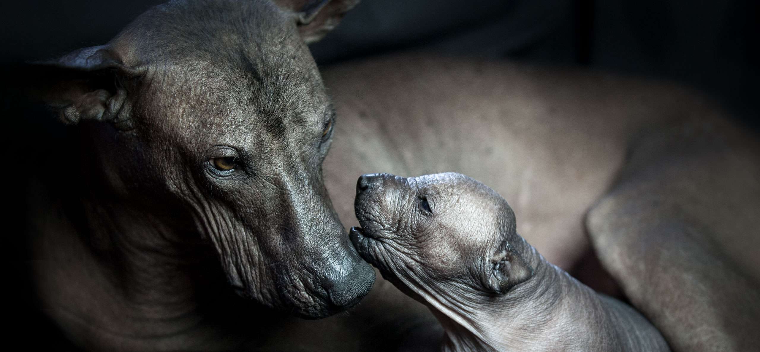 Popular Dog Breeds - A Guide to Choosing a Purebred Dog - Getting to ...