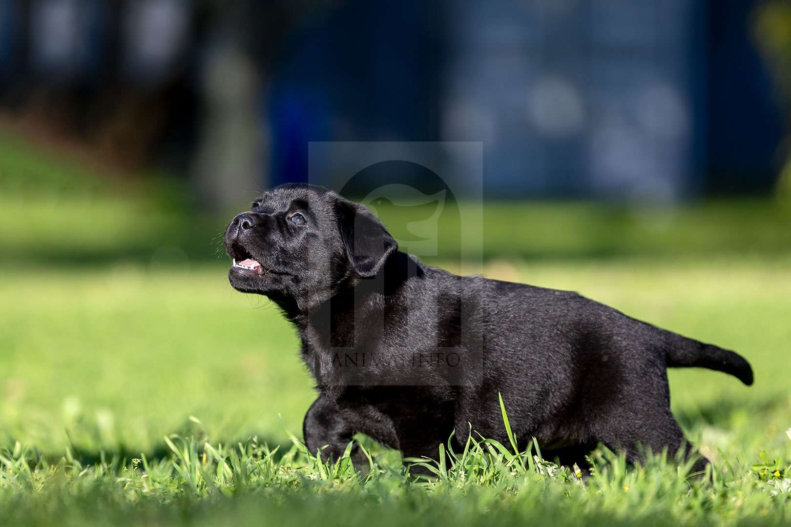 Black Labrador Puppy - Licensable Stock Image - Getting to Know Dogs