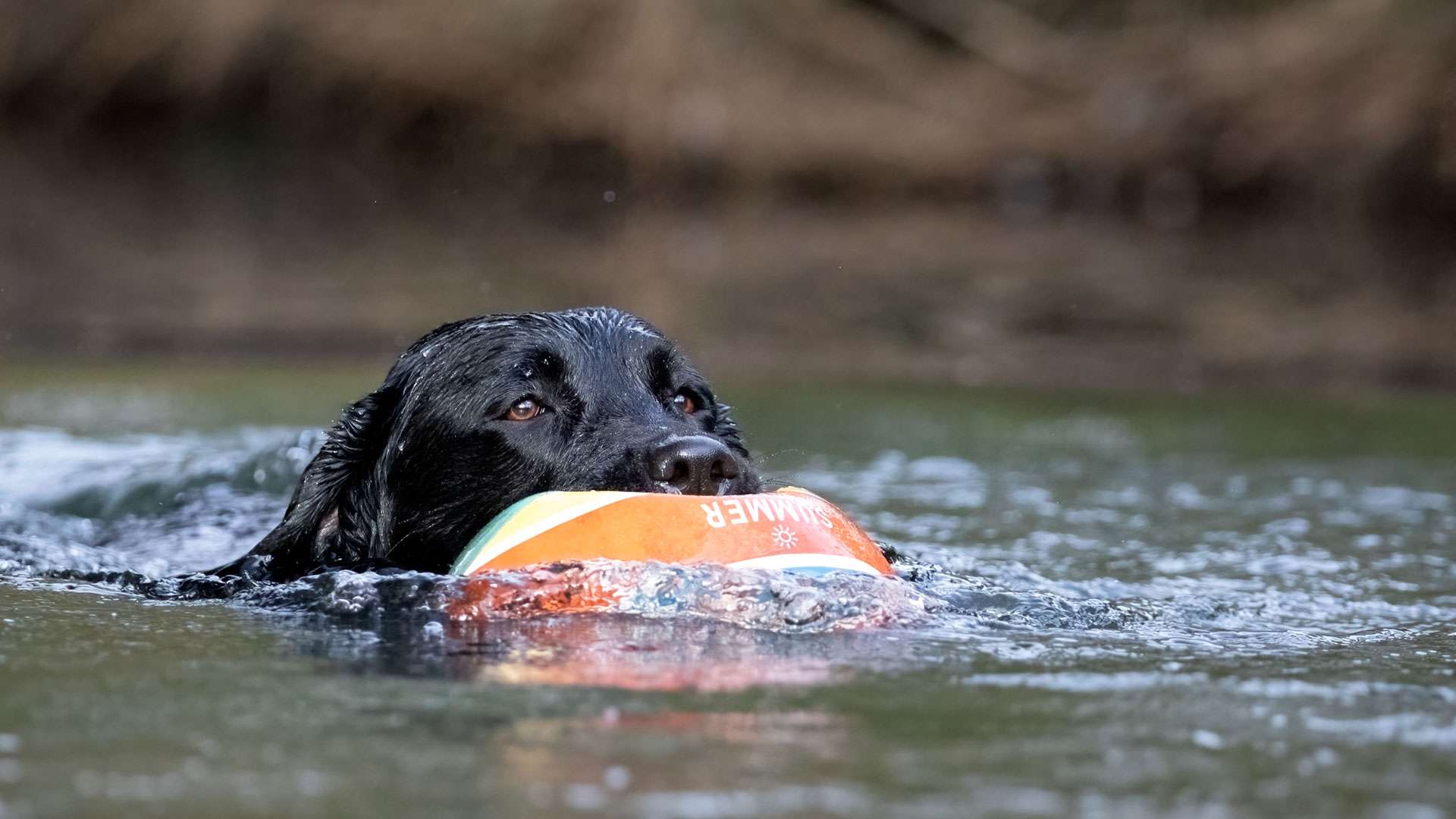 Living with a Labrador Retriever - Breed Information and Photos ...