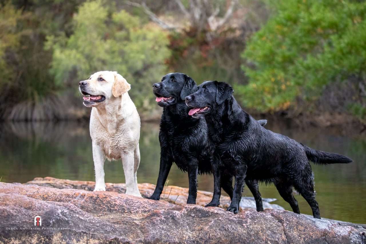 Living with a Labrador Retriever - Breed Information and Photos ...