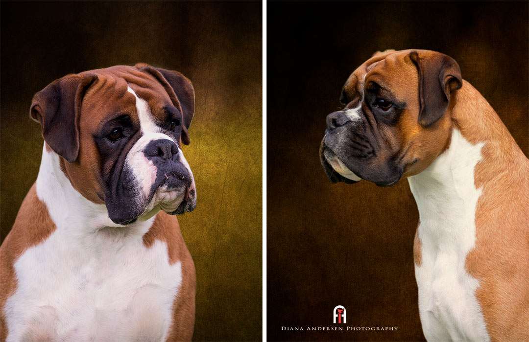 Living With a Boxer Dog - Breed Information and Photos - Getting to ...