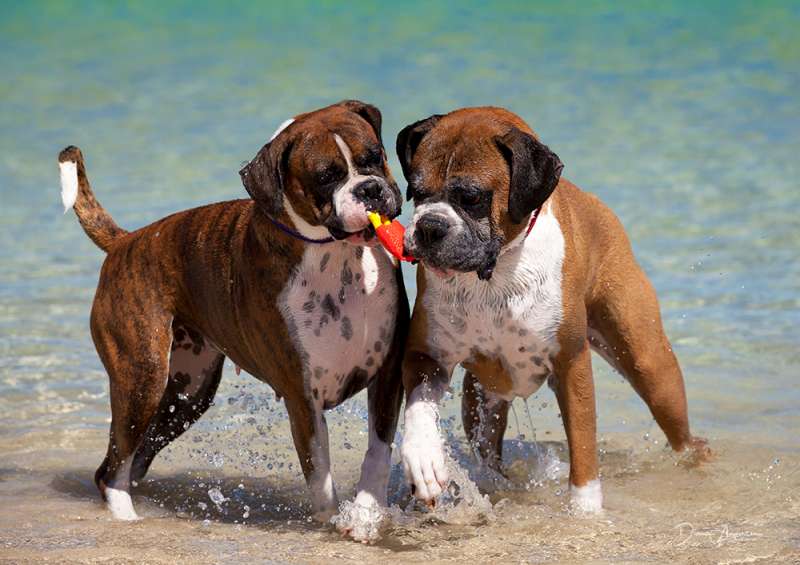 Living With a Boxer Dog - Breed Information and Photos - Getting to ...